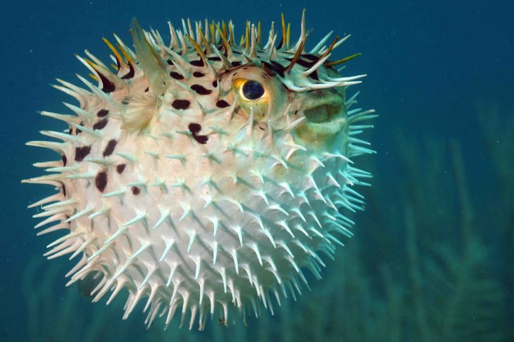 18 Fun Facts About Pufferfish The Puffiest Fish Of The Sea - Facts.net