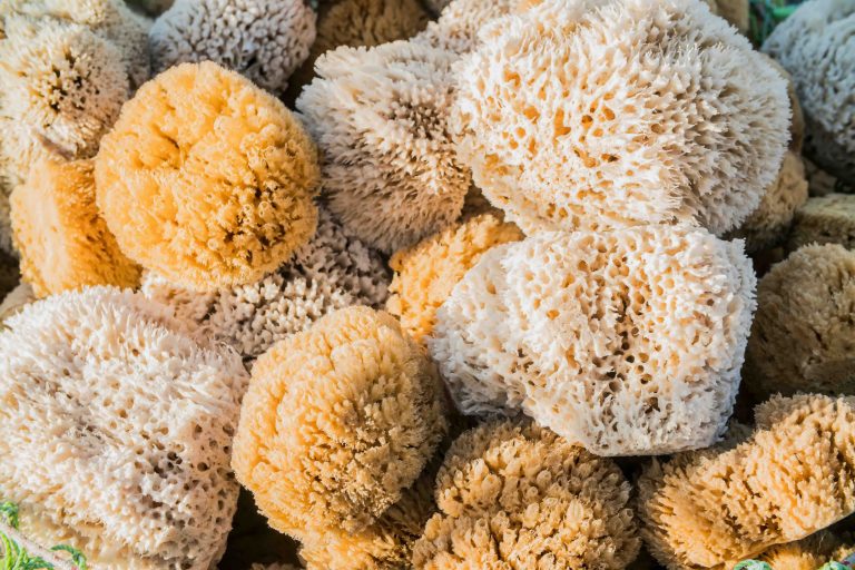18 Sea Sponge Facts About These Underwater Wonders - Facts.net