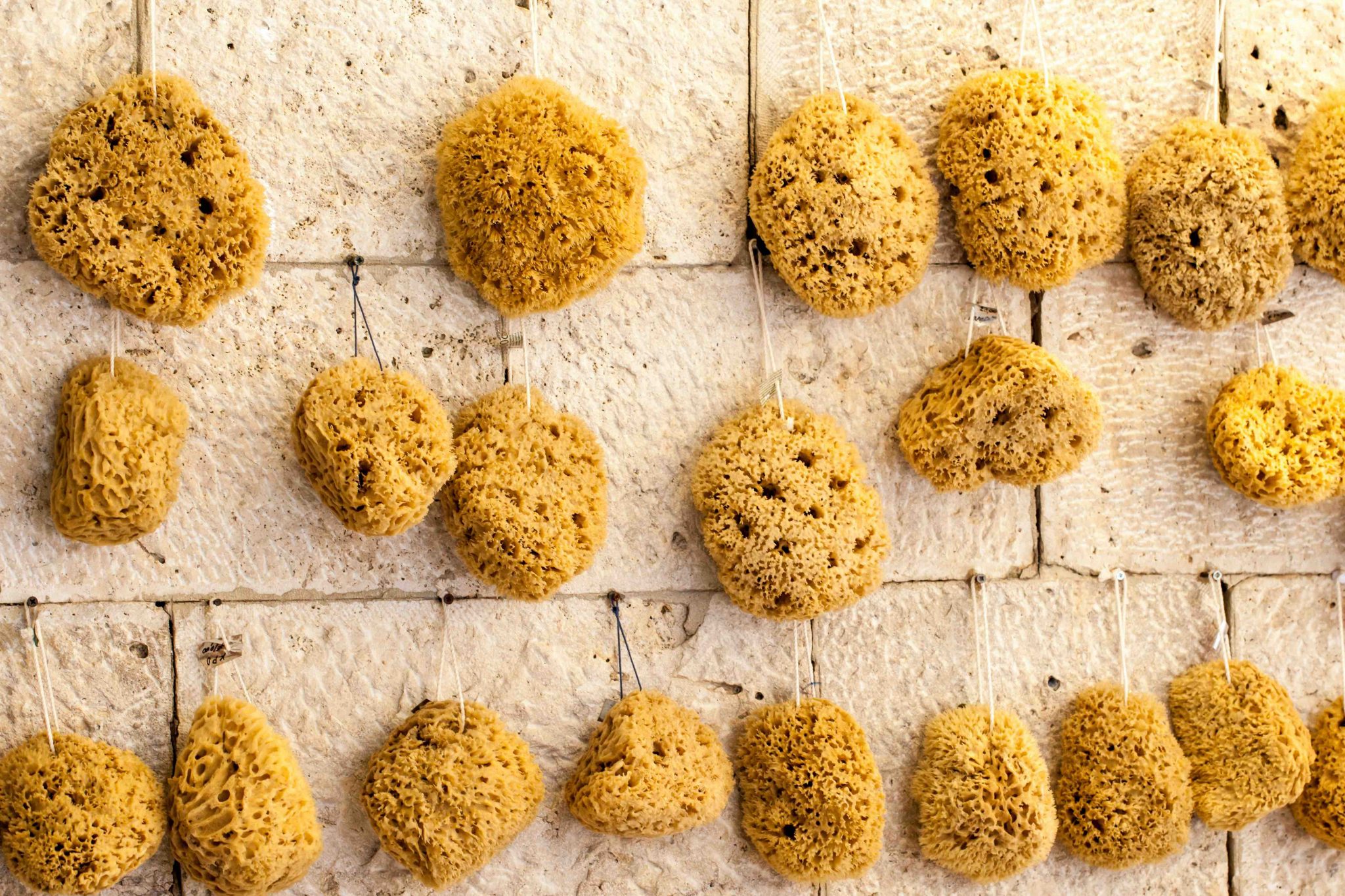 18 Sea Sponge Facts About These Underwater Wonders - Facts.net