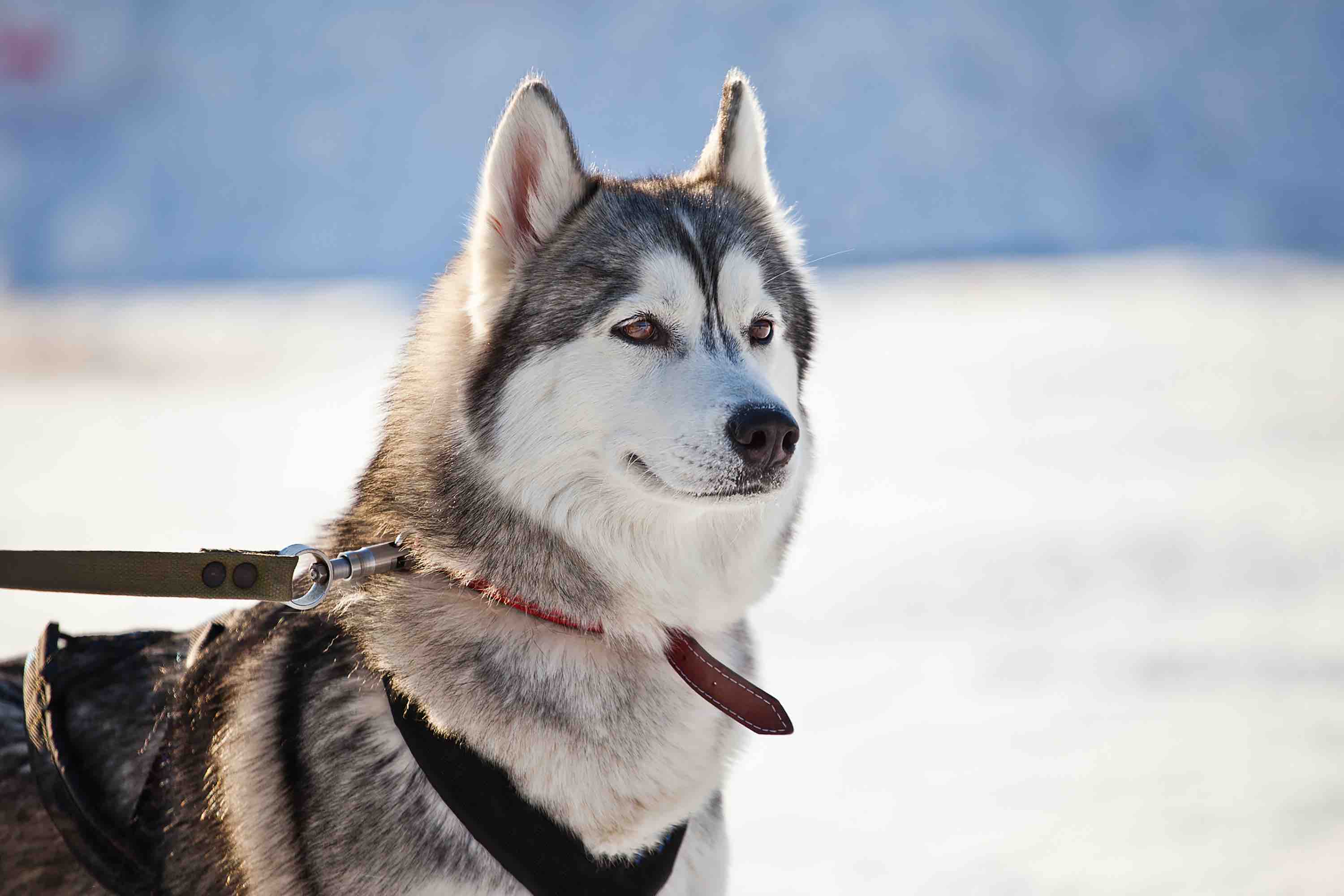 15 Facts About Sled Dogs: The True Heroes of Winter - Facts.net
