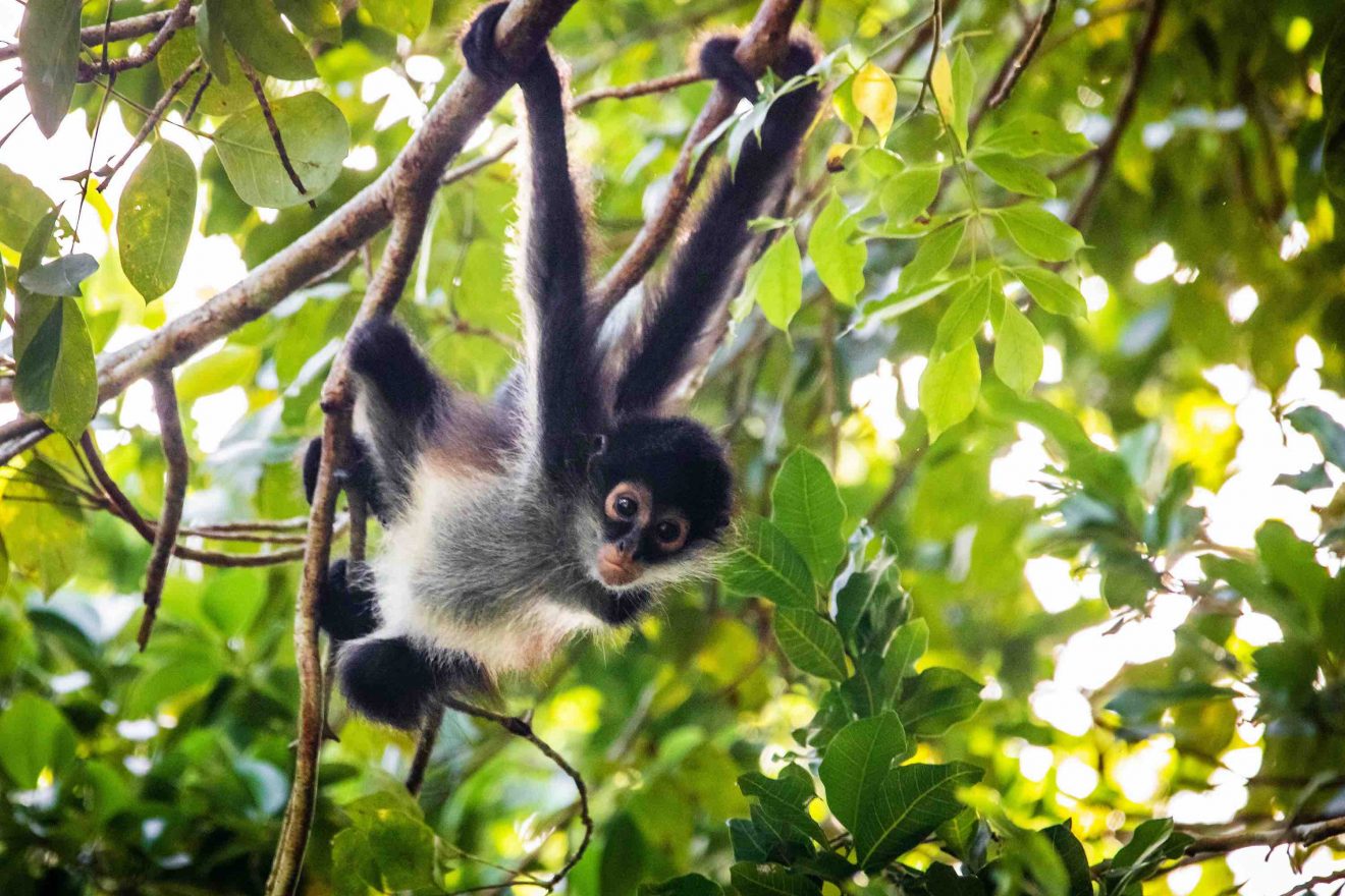 20 Spider Monkey Fun Facts - Facts.net