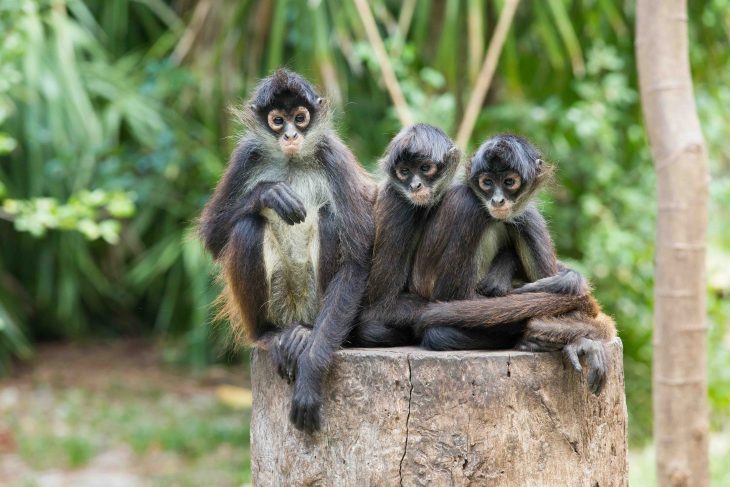 20 Spider Monkey Fun Facts - Facts.net