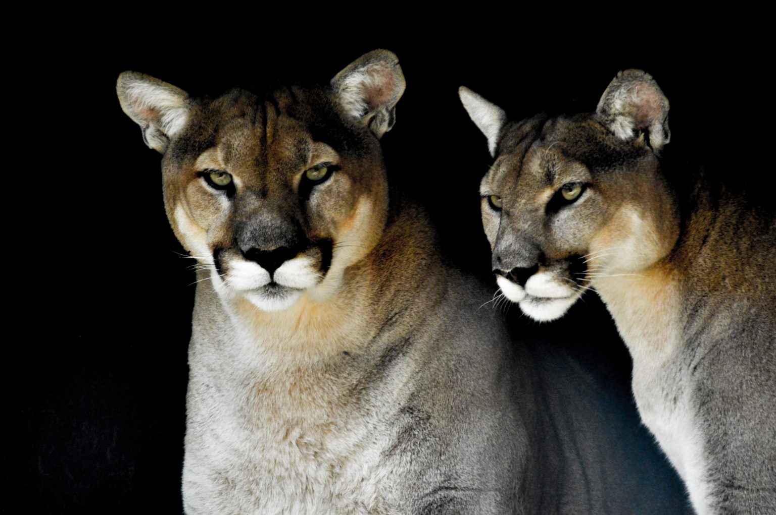 10 Fascinating Facts About Pumas | Learn About the Amazing World of ...