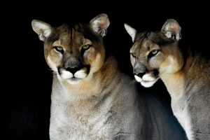 10 Fascinating Facts About Pumas | Learn About the Amazing World of ...