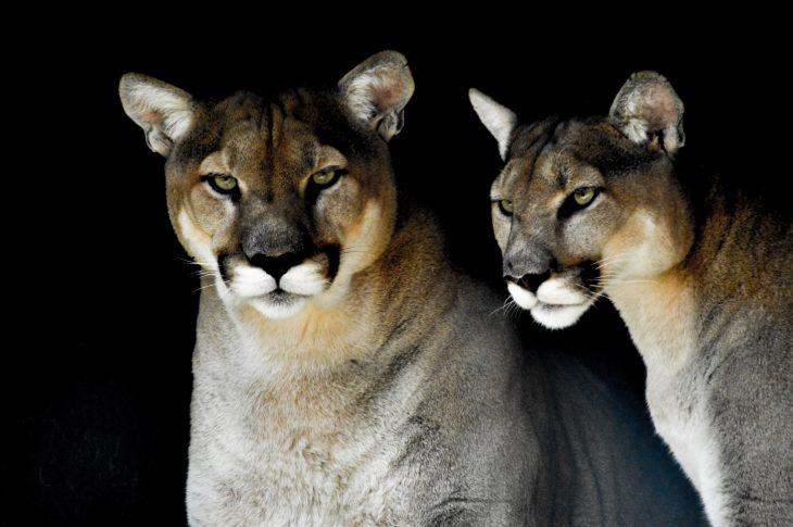 10 Fascinating Facts About Pumas | Learn About the Amazing World of ...