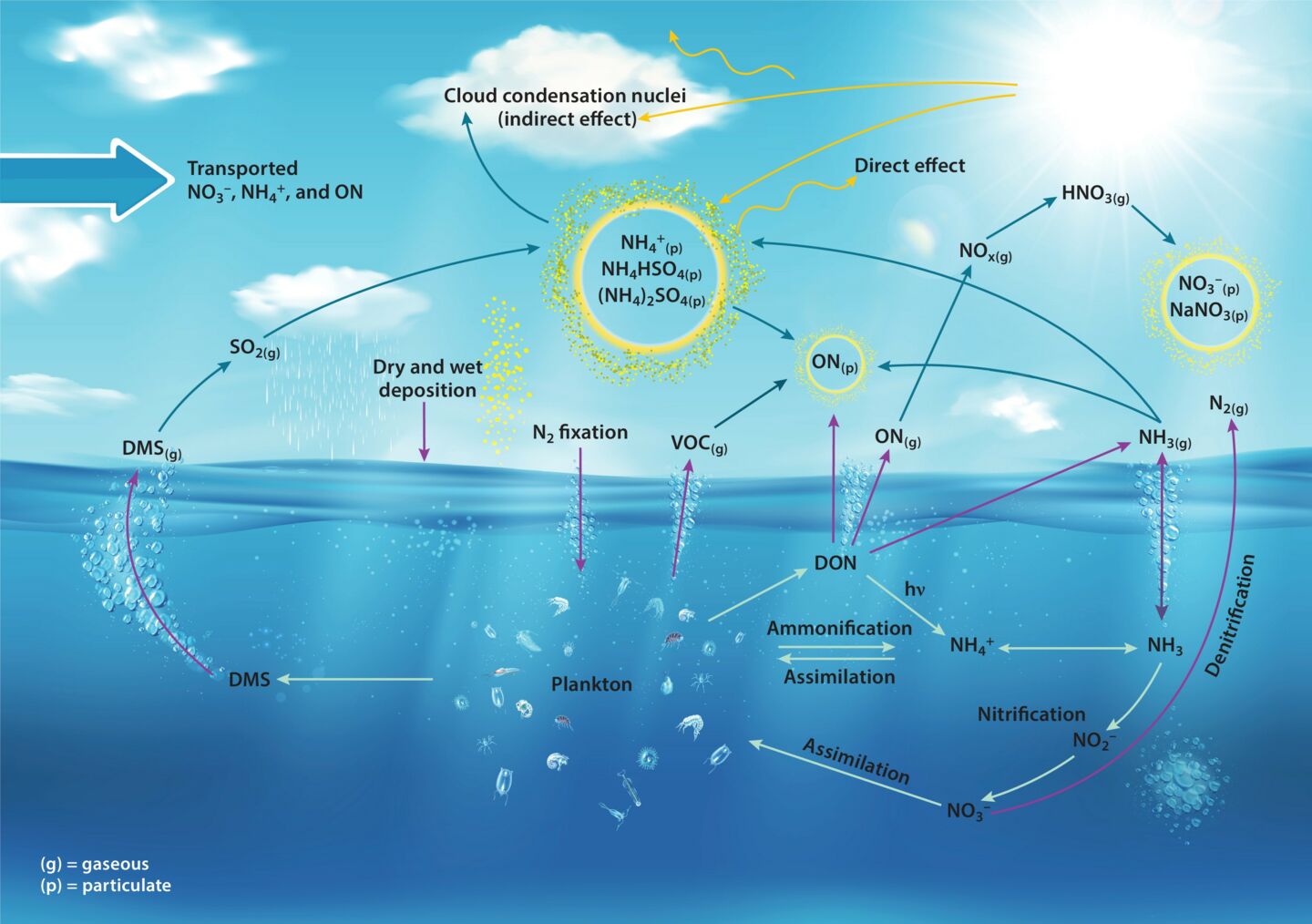 12 Fascinating Facts About Nitrogen Cycle Facts