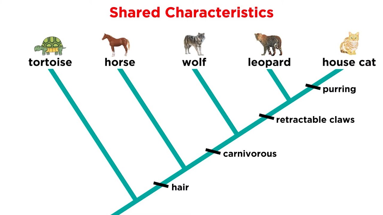 14 Mind Blowing Facts About Cladistics Facts 14 Mind Blowing Facts About Cladistics Facts