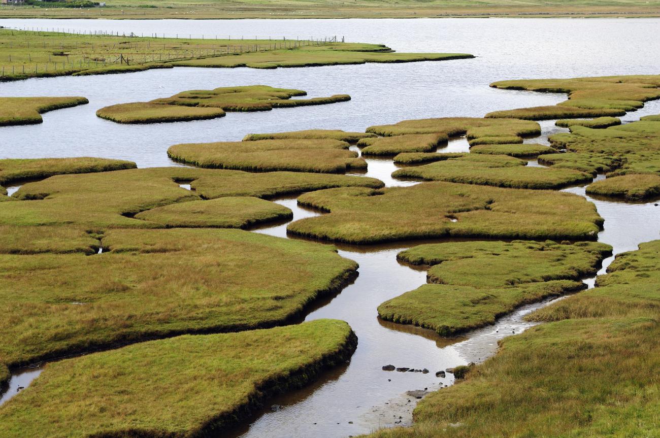 18 Astounding Facts About Salt Marsh Facts