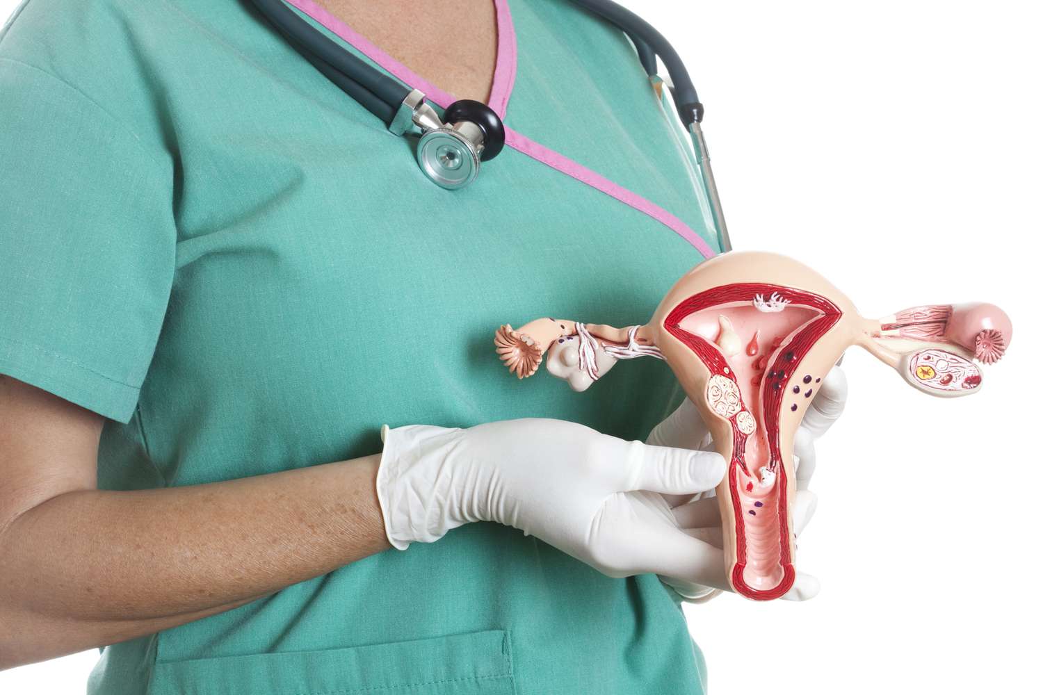 14 Captivating Facts About Reproductive System Facts