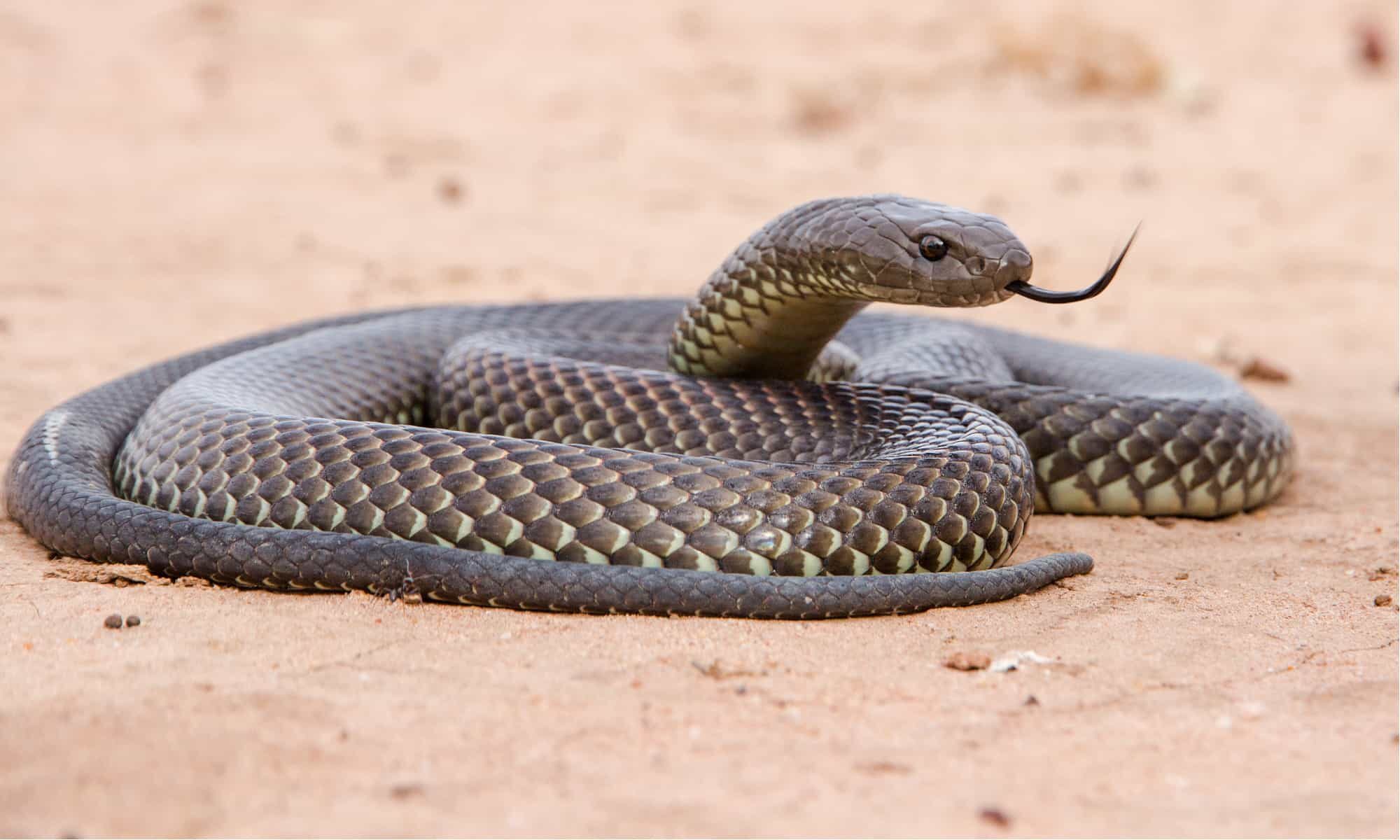 14 Fascinating Facts About King Brown Snake Facts 14 Fascinating Facts About King Brown Snake Facts