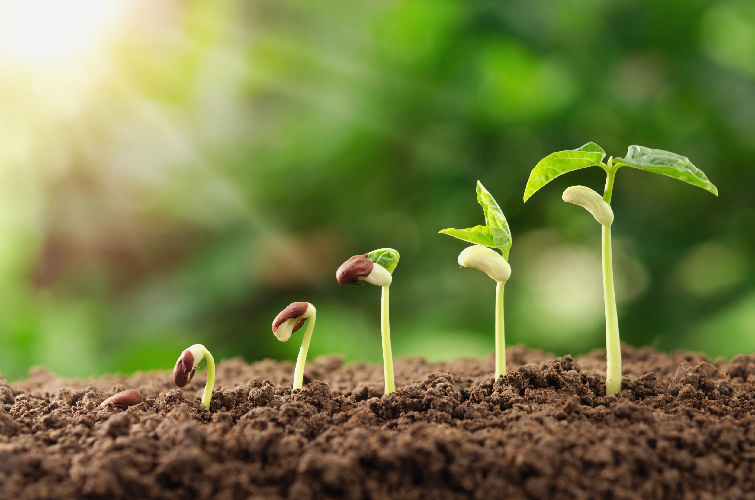 14 Fascinating Facts About Plant Growth Hormones Facts