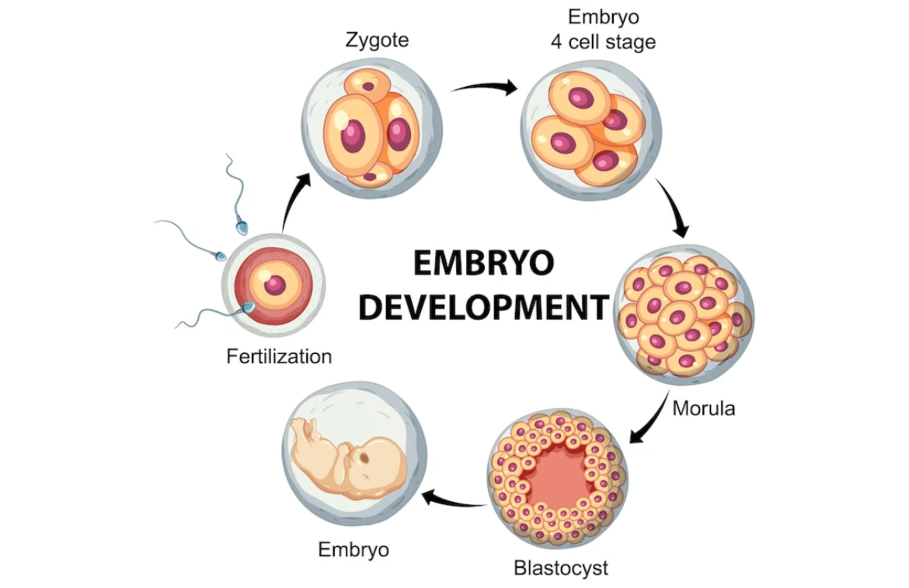 Embryology Evolution
