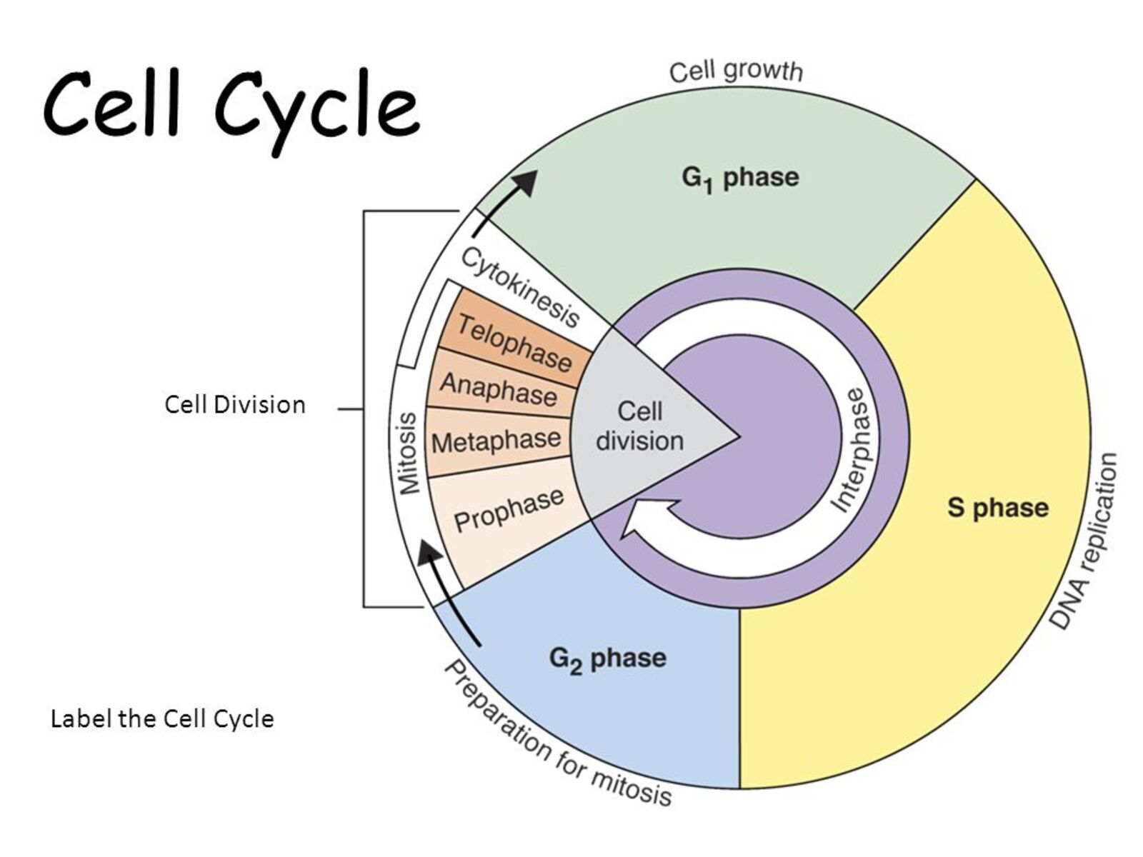 The Cell Cycle The Cell Cycle
