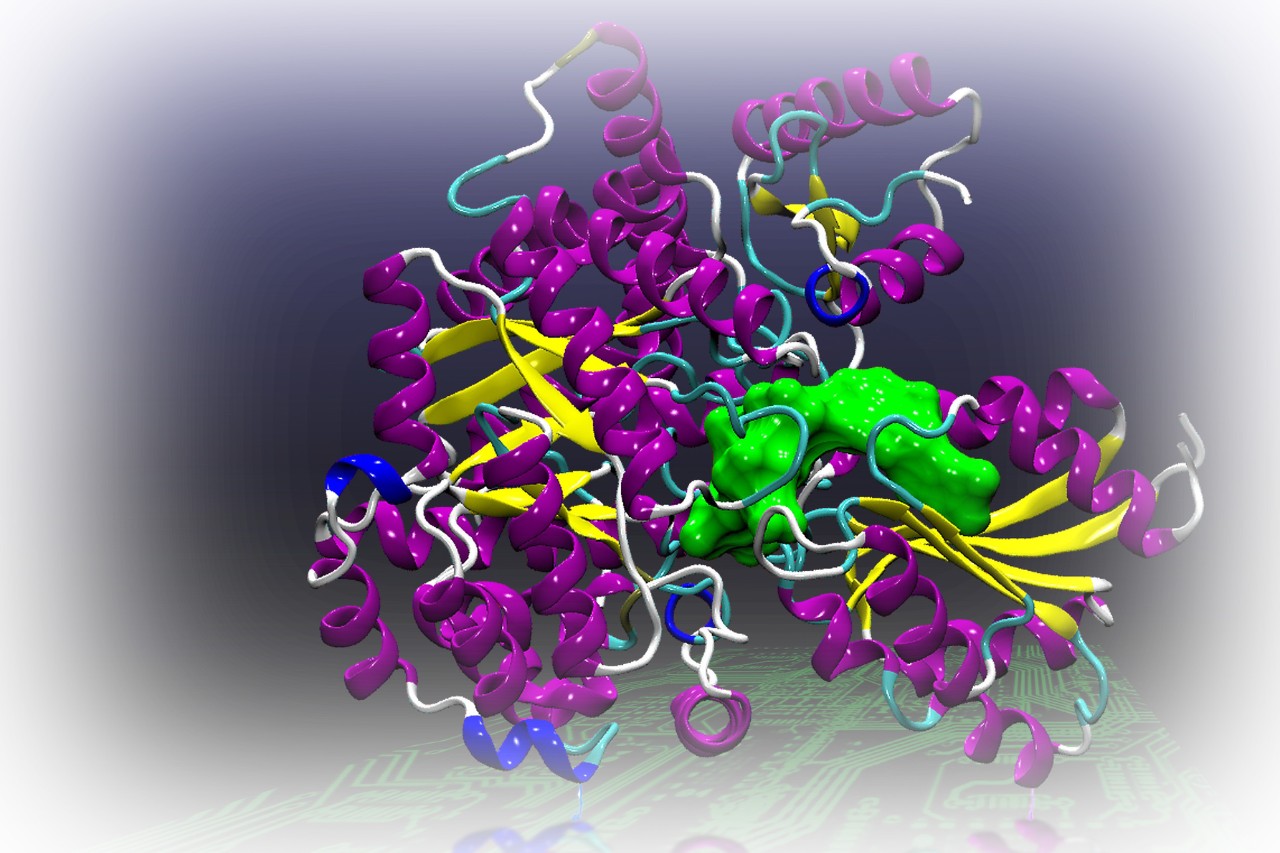 17 Astounding Facts About Enzyme Facts