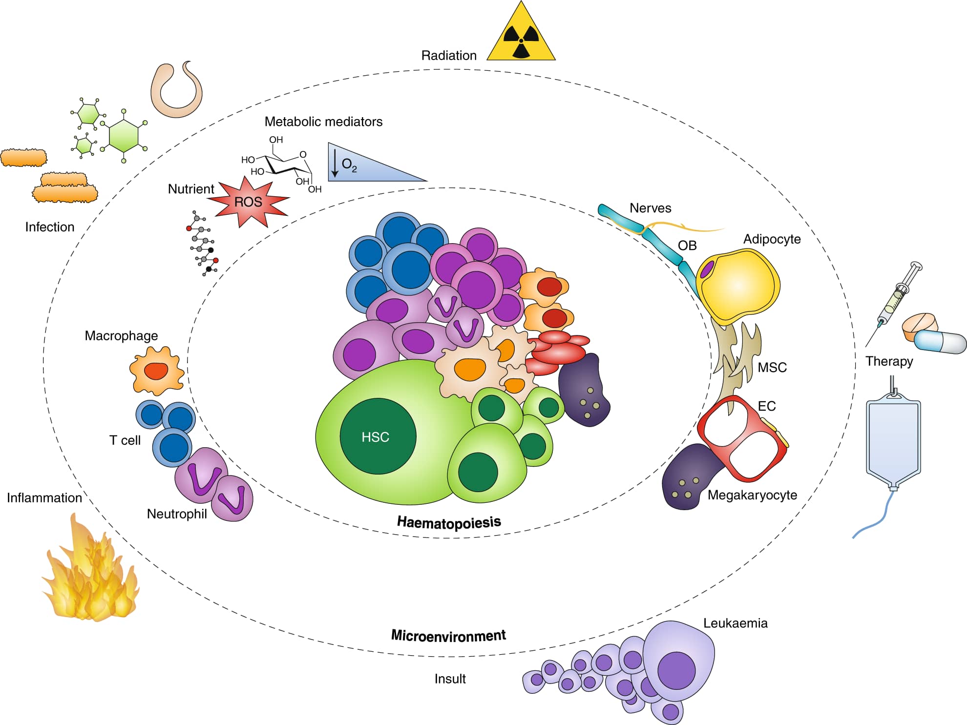 19 Intriguing Facts About Stem Cell Niches Facts