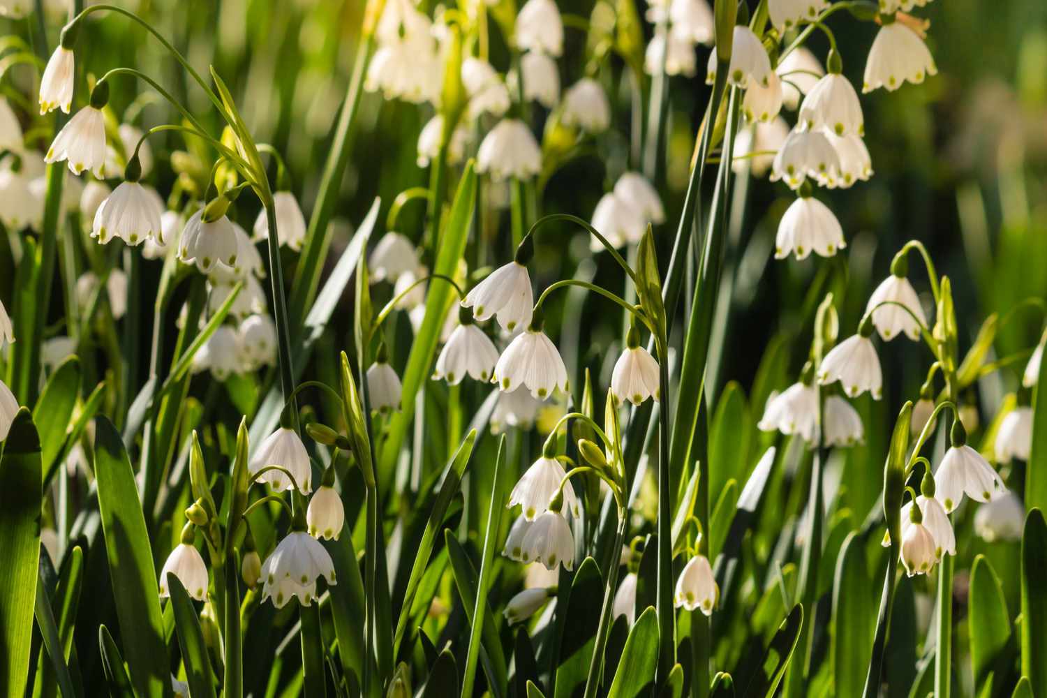 20 Astounding Facts About Summer Snowflake Facts