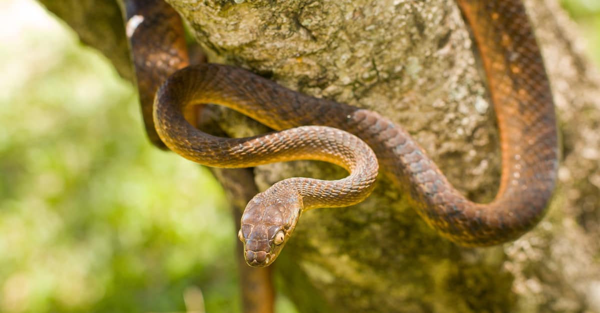 20 Surprising Facts About Brown Tree Snake Facts