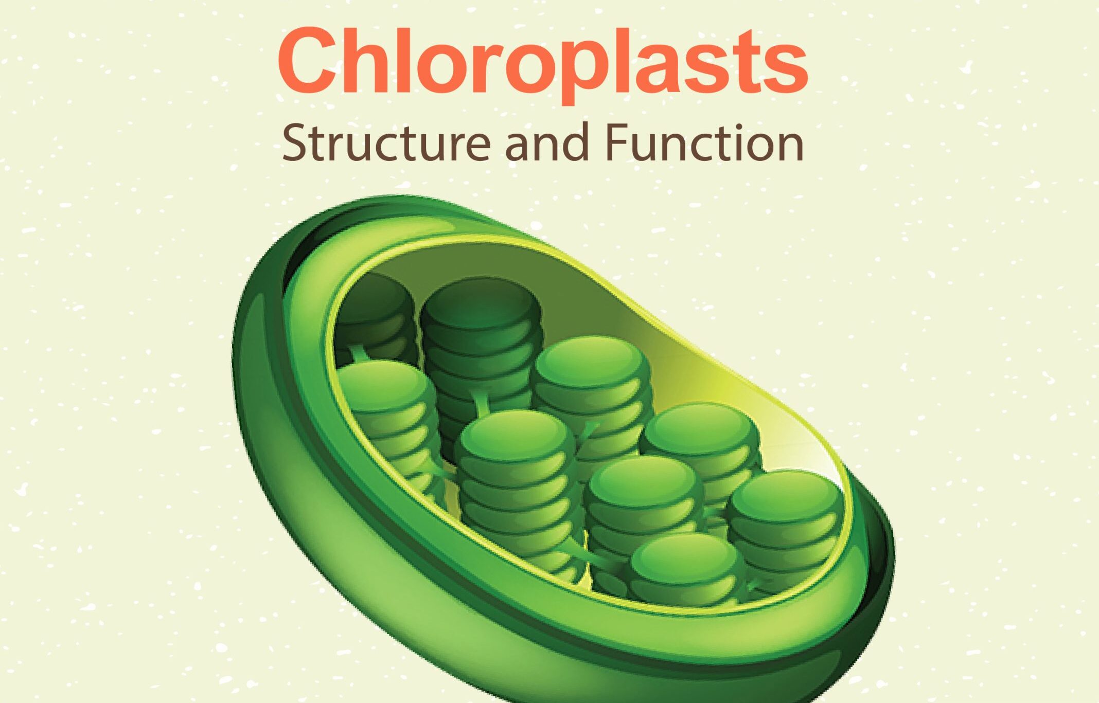 8 Surprising Facts About Chloroplast Facts