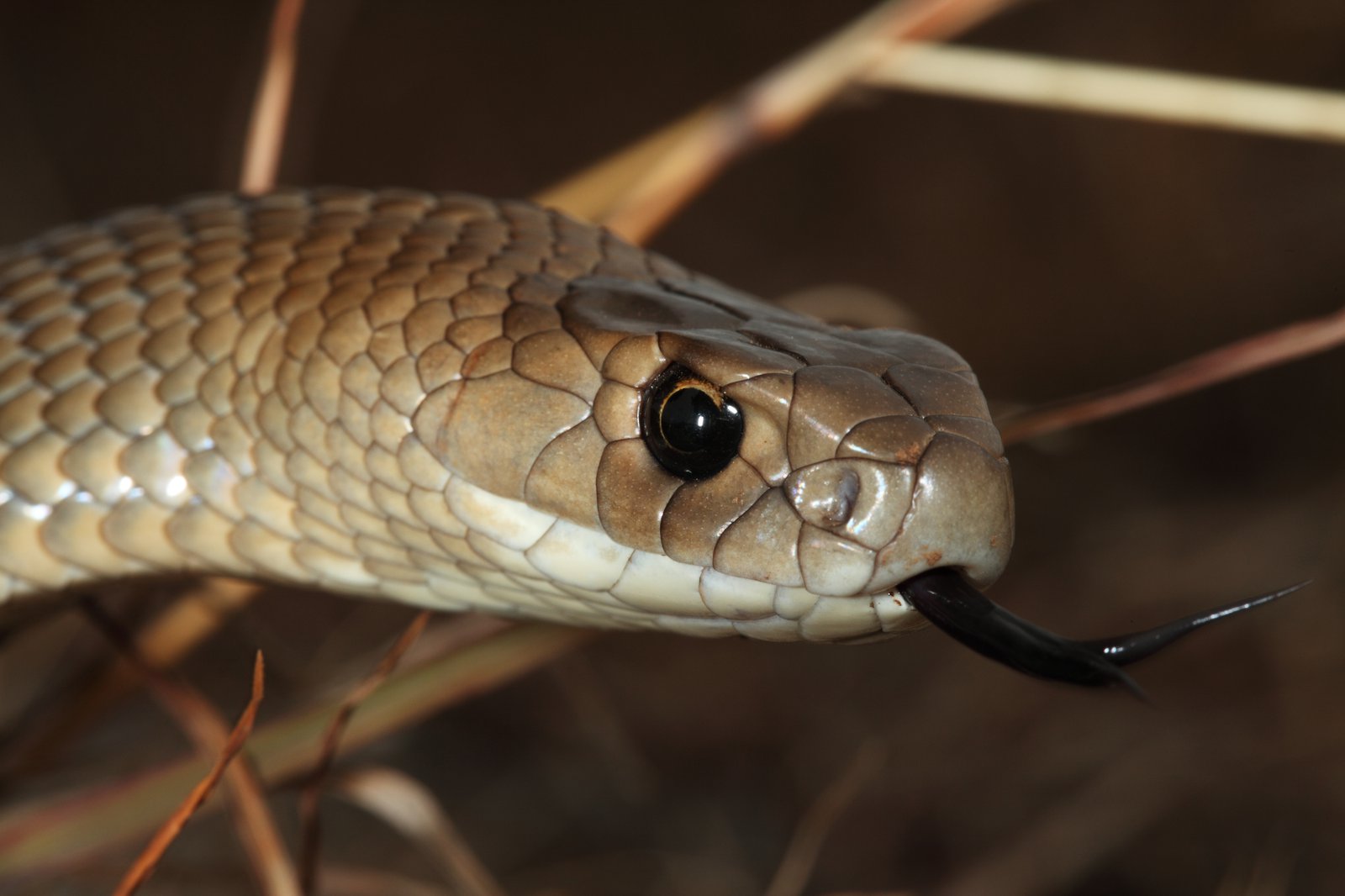 17 Captivating Facts About Eastern Brown Snake Facts 17 Captivating Facts About Eastern Brown Snake Facts