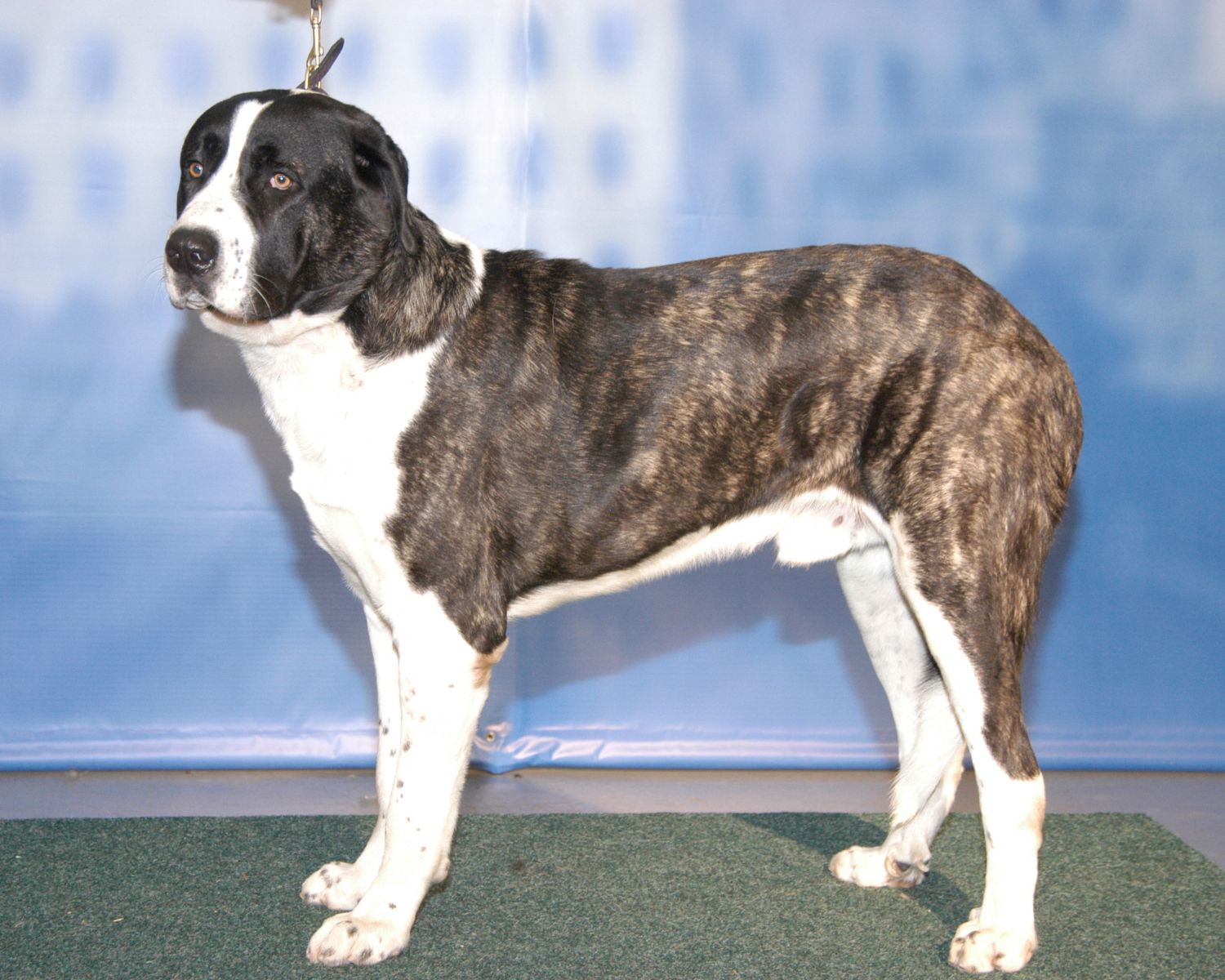 15 Enigmatic Facts About Rafeiro Do Alentejo - Facts.net