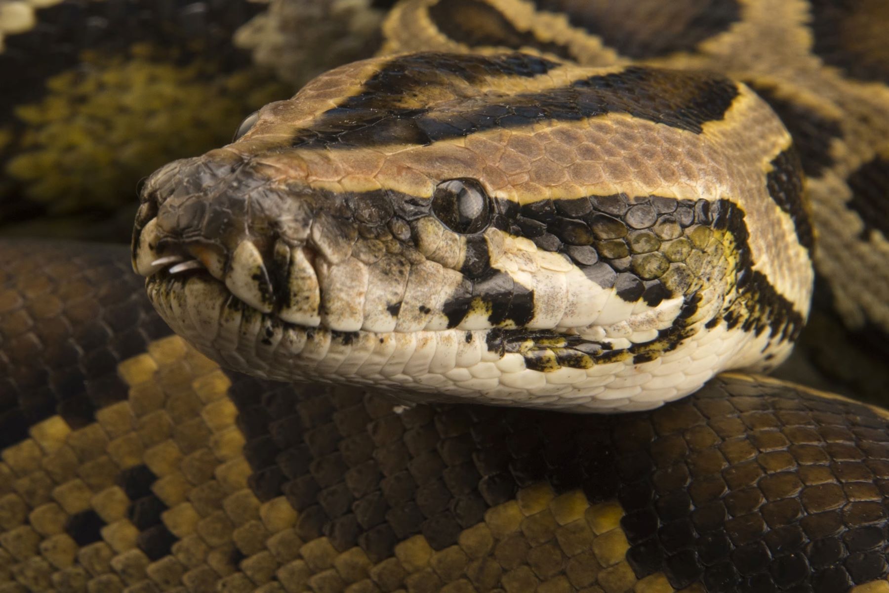 11 Facts About Python Facts