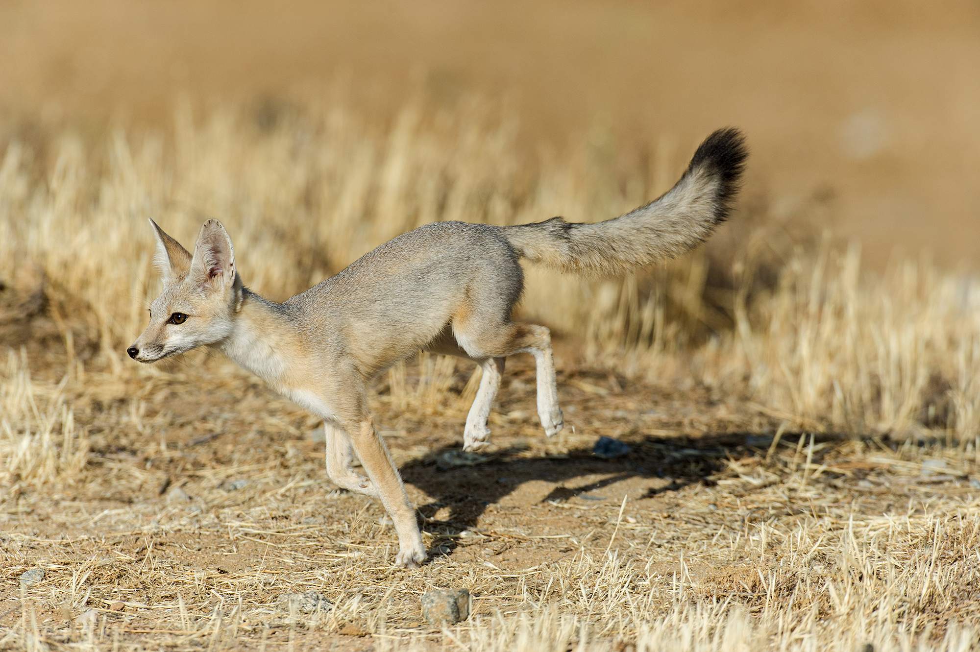 11 Kit Fox Fun Facts Facts 11 Kit Fox Fun Facts Facts