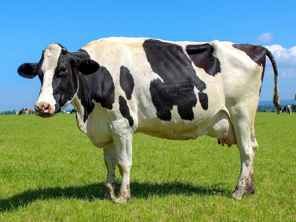 16 Popular Dairy Products Facts