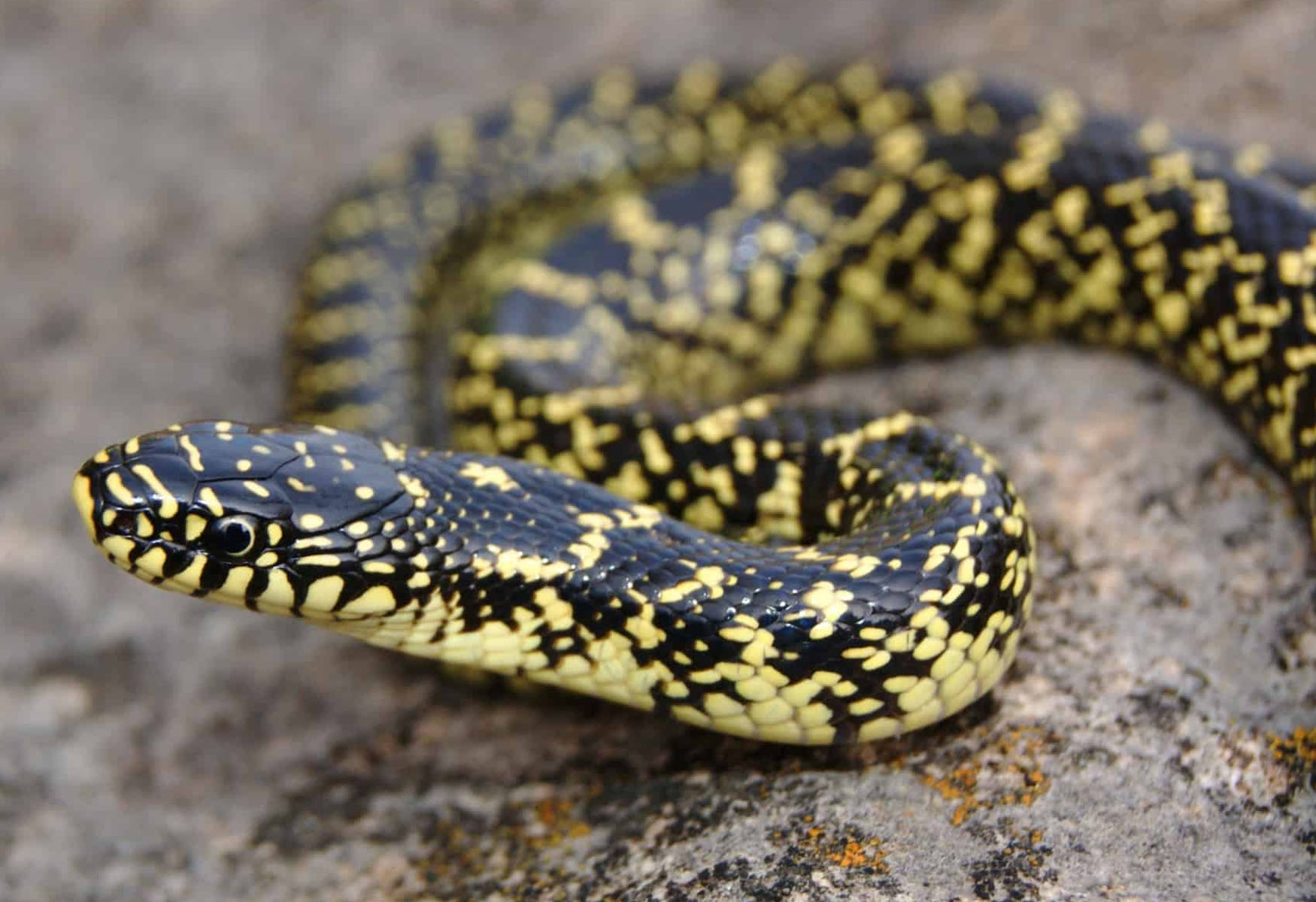 19 Speckled King Snake Facts Facts 19 Speckled King Snake Facts Facts