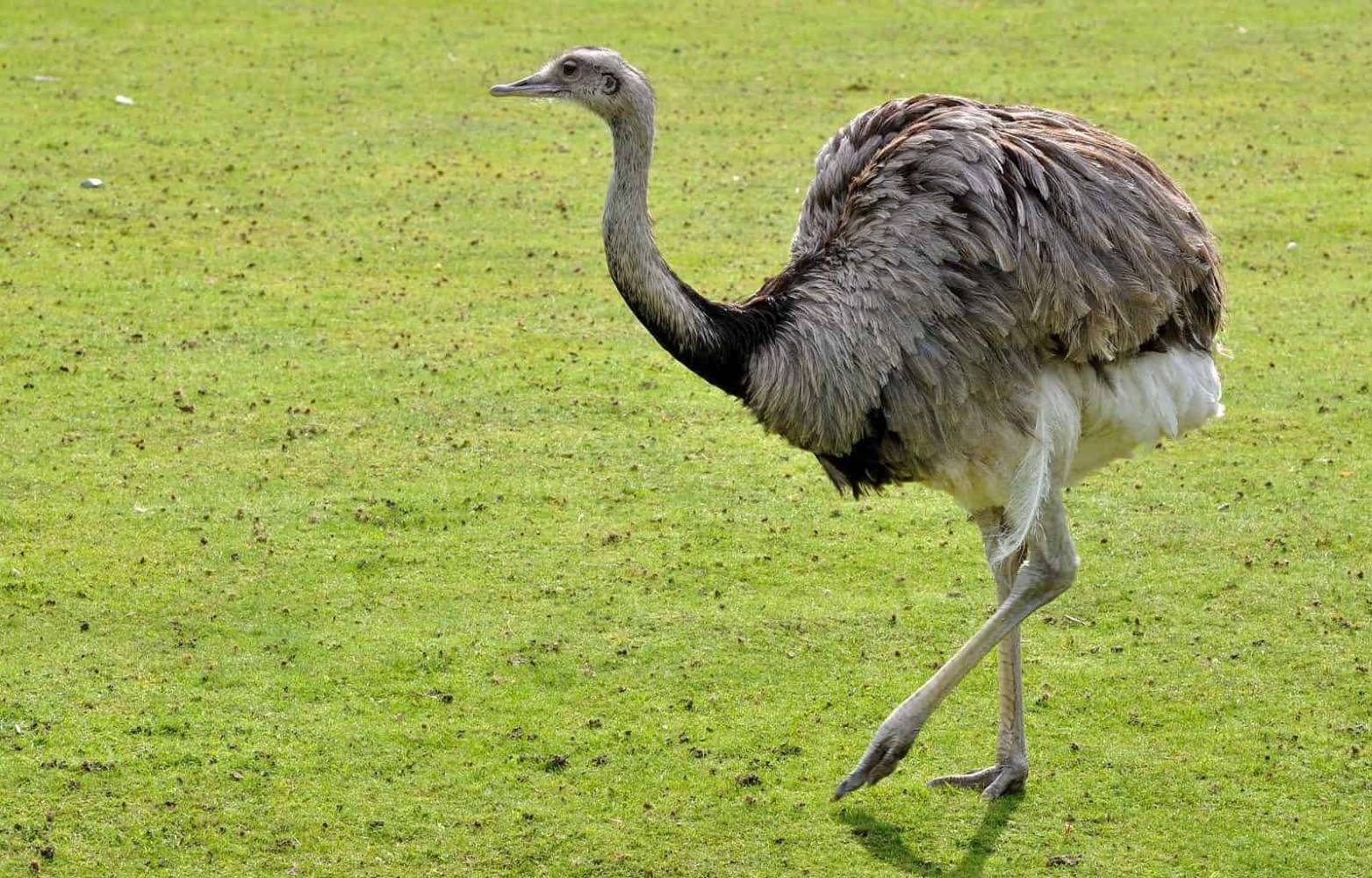 Animal Facts Articles - Facts.net