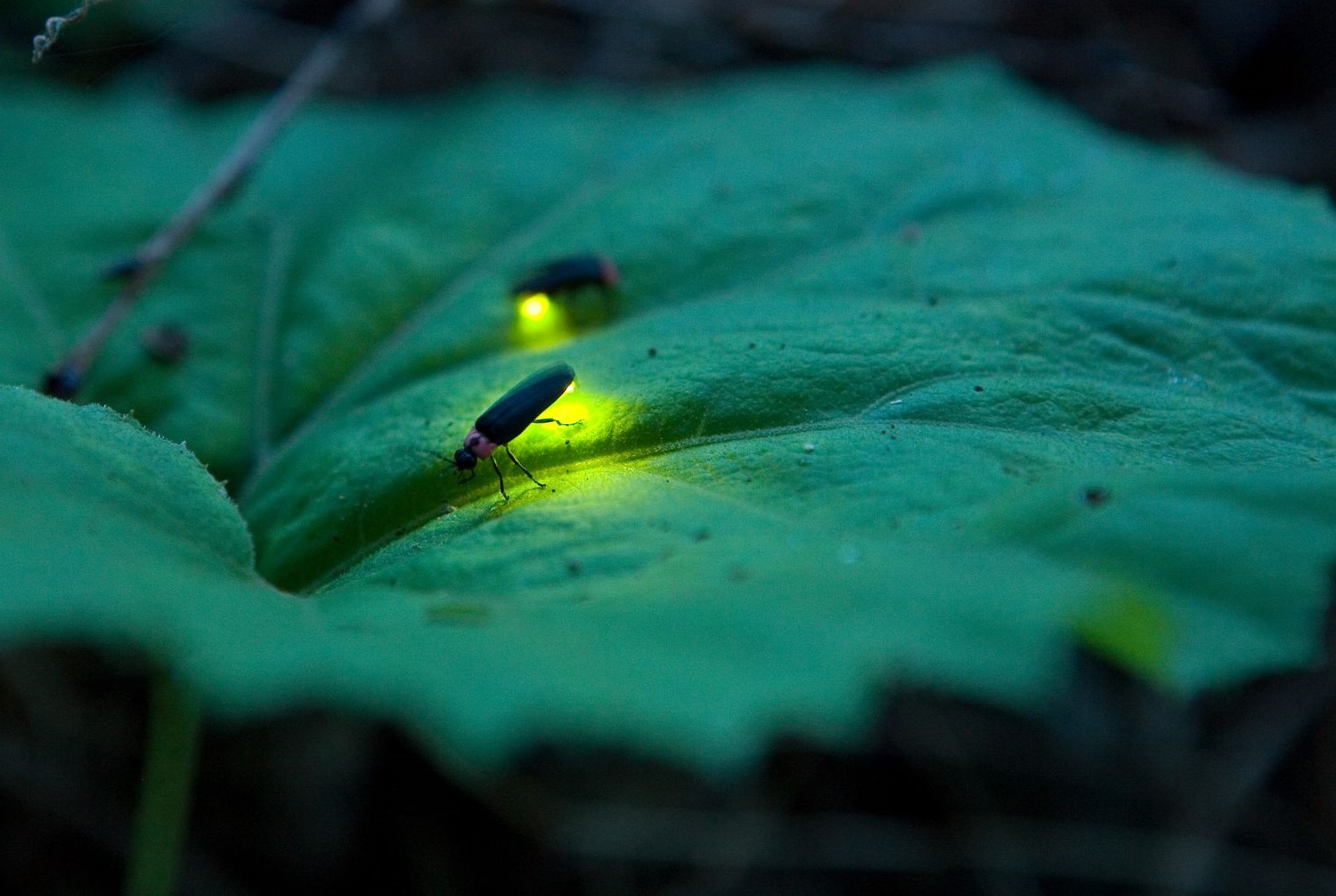 35 Essential Facts About Light You Should Know About - Facts.net