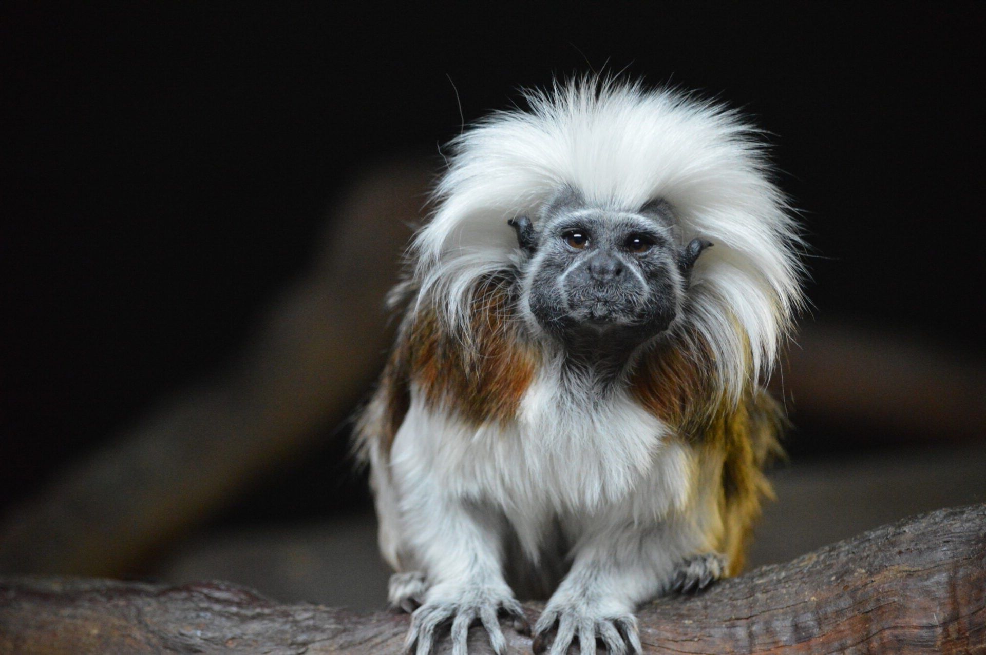 12 Facts About Glastrier - Facts.net