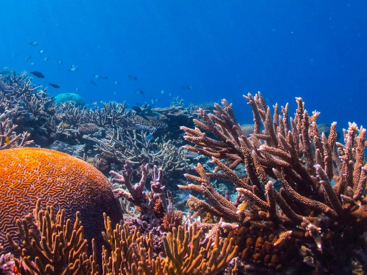Dive Deep Into 50 Amazing Coral Reef Facts - Facts.net