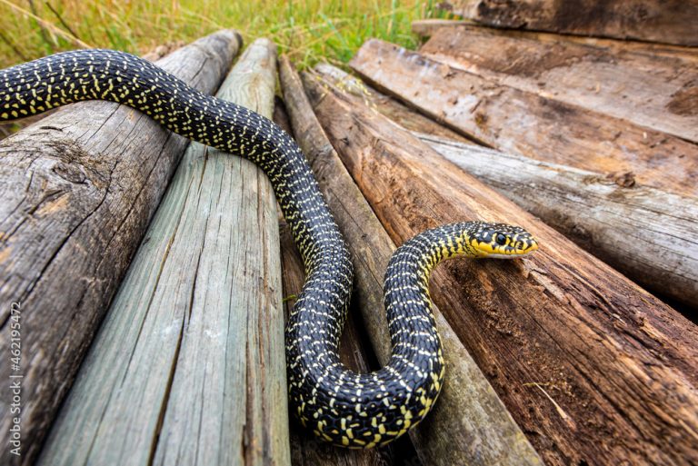 25 Reptiles You Can Find in the Rainforest - Facts.net