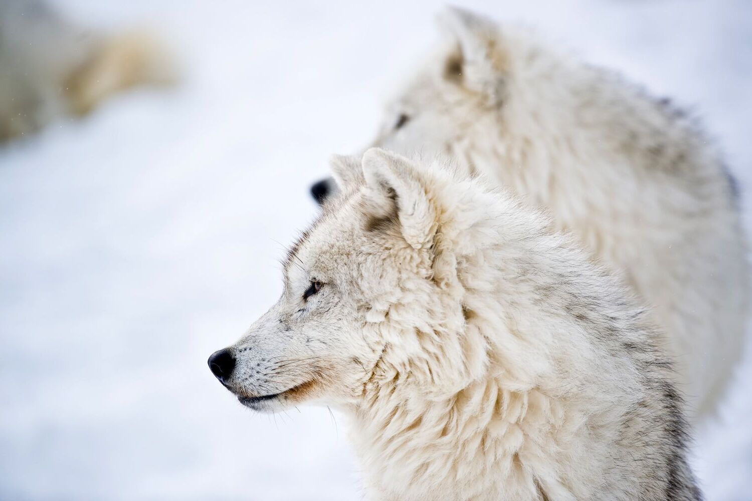 10 Facts About Black Wolves - Facts.net