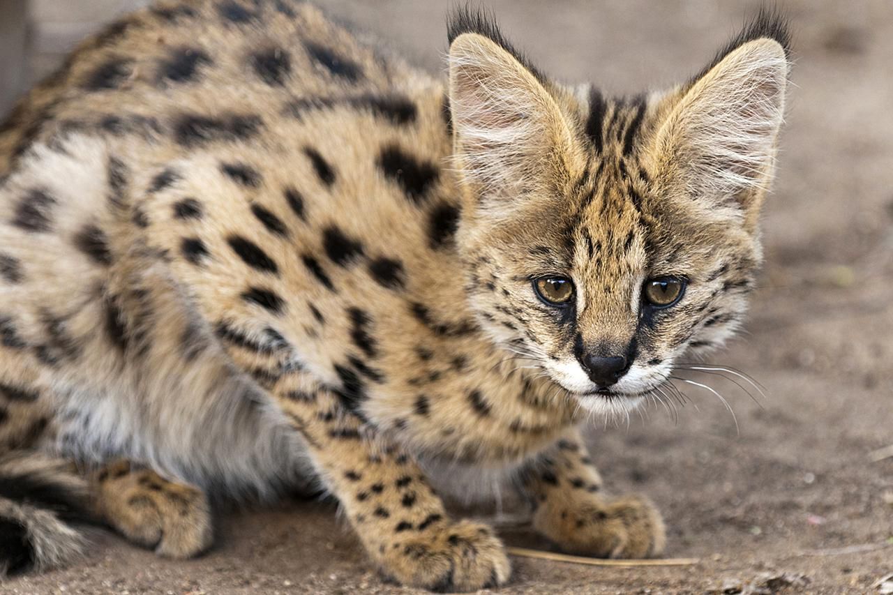 11 Astonishing Facts About Yvonne Bauer - Facts.net