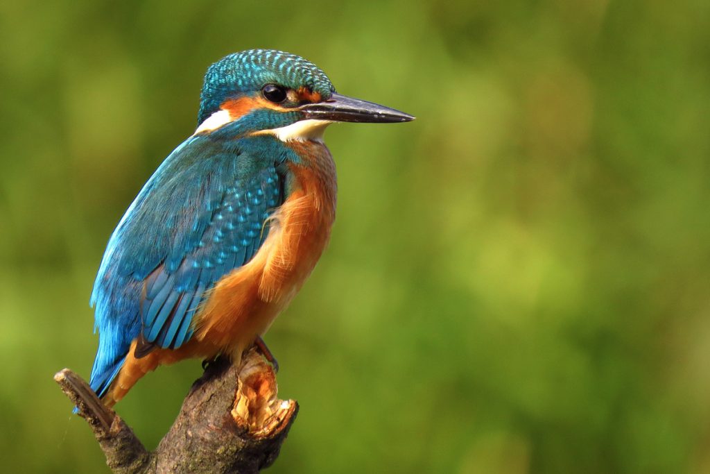 34 Amazing Birds to Watch Around the World - Facts.net