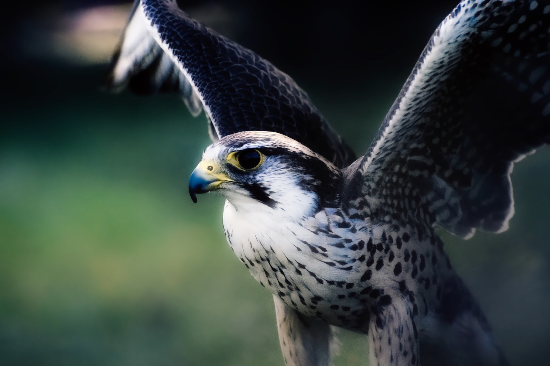 19 Facts About Hawks - Facts.net