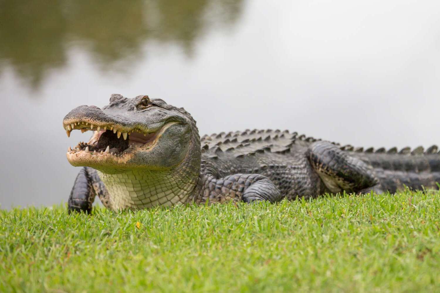 23 Amazing Fun Facts About The American Alligator - Facts.net
