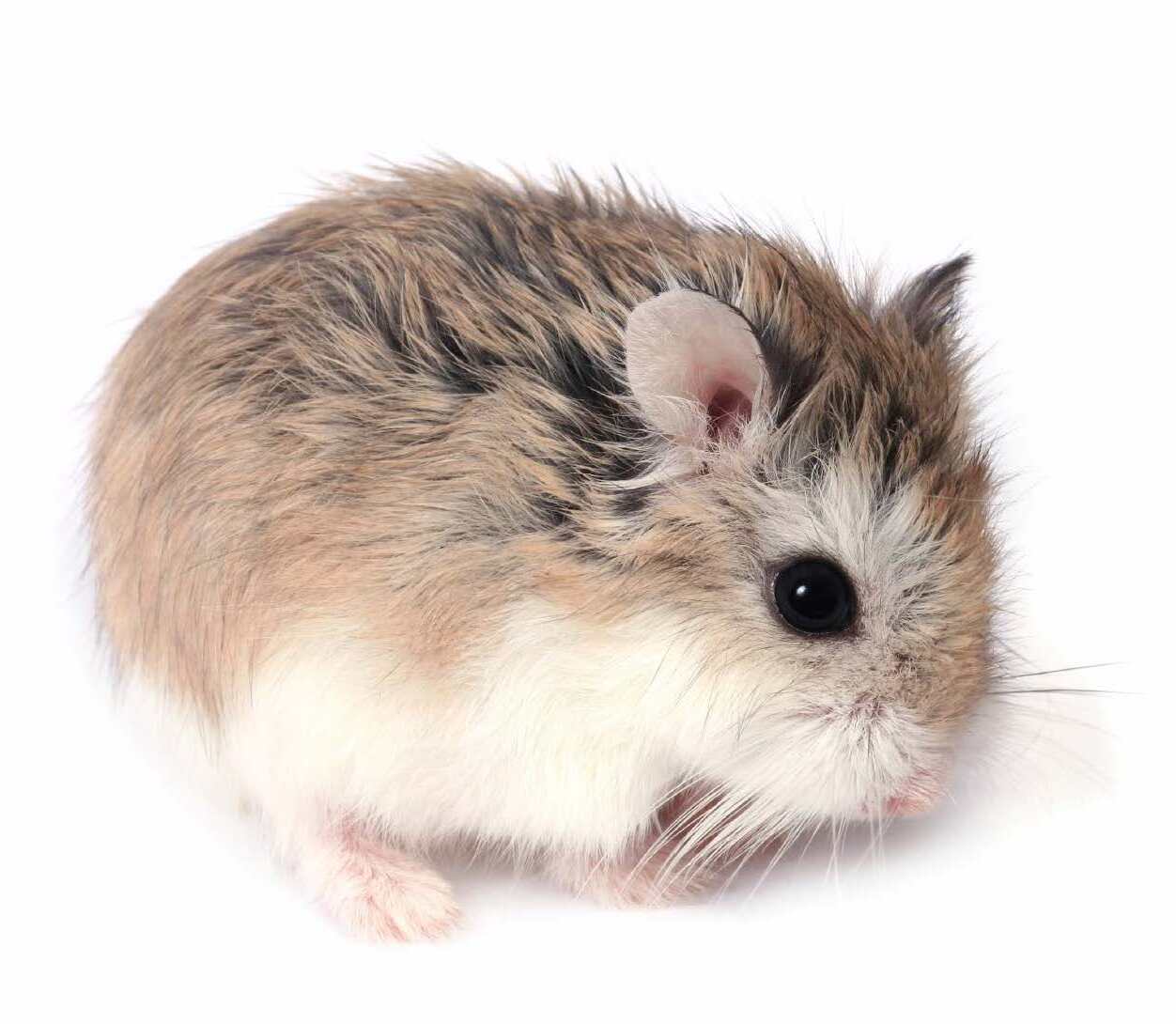 50 Unique Hamster Facts That Are Just So Adorable - Facts.net