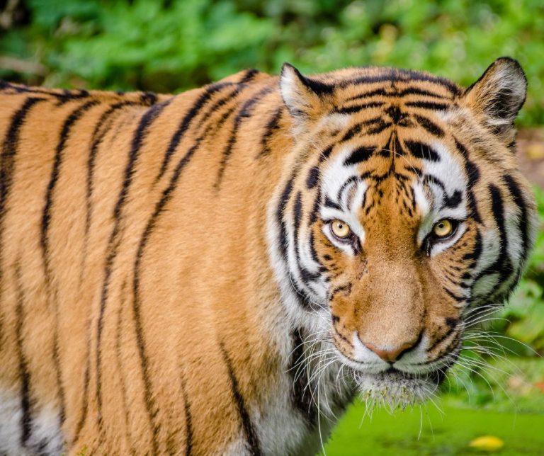 40 Most Popular Animals On Google Search - Facts.net