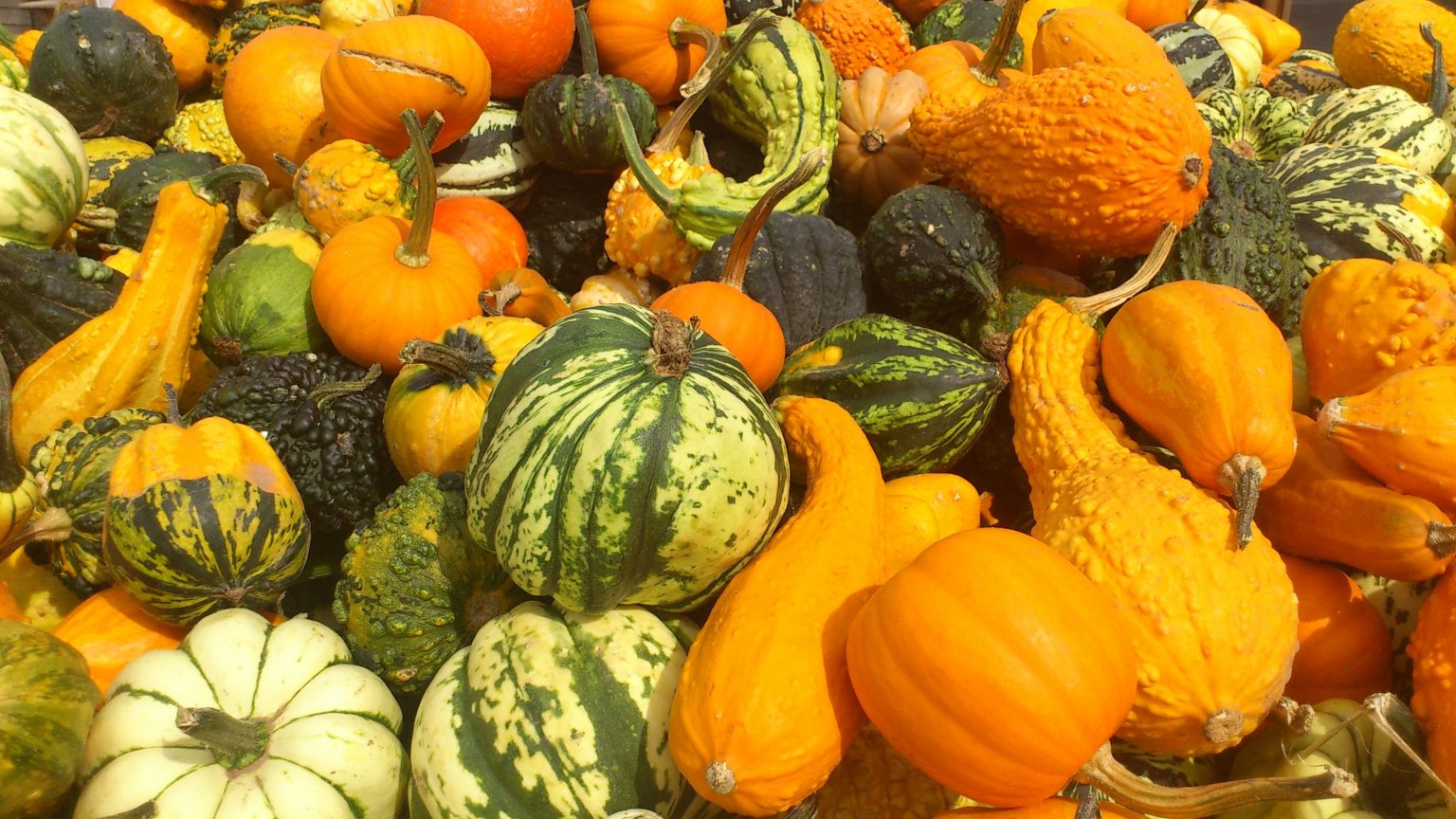 7 Different Varieties of Squash - Facts.net