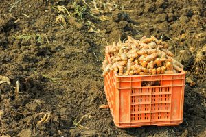 24 Types of Edible Roots - Facts.net