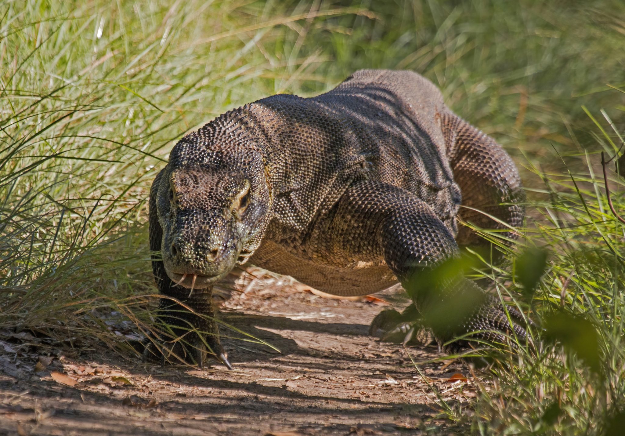 10 Creepiest Animals You Won't Believe Actually Exist - Facts.net