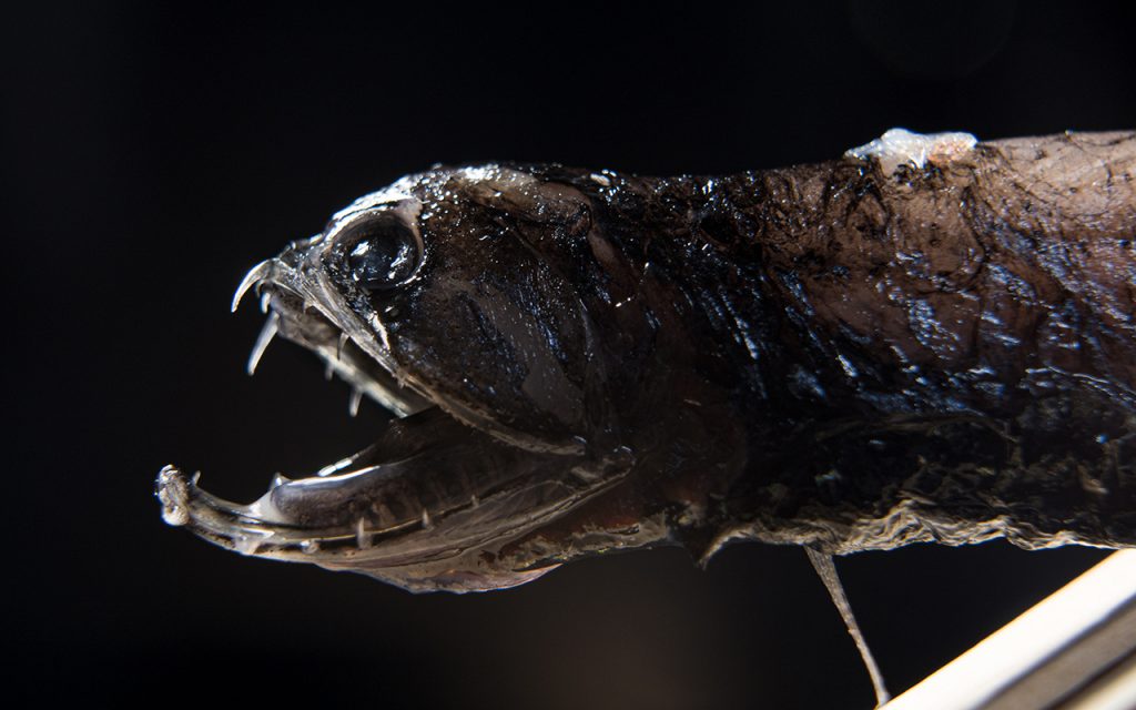 15 Most Terrifying Deep Sea Creatures - Facts.net