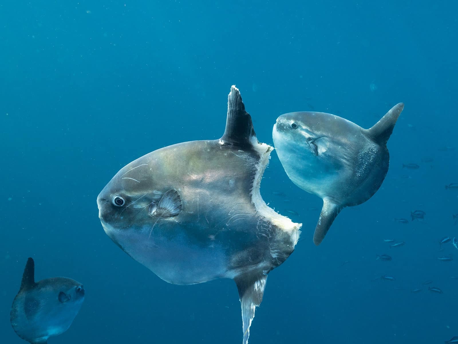 15 Facts About Ocean Sunfish Facts 15 Facts About Ocean Sunfish Facts