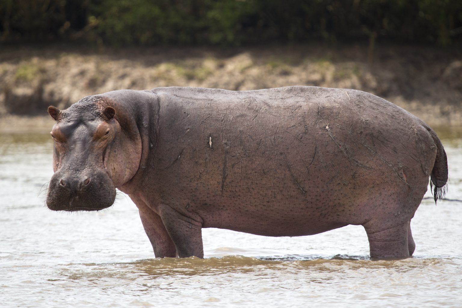 20 Animals That Are Larger Than You Realize - Facts.net