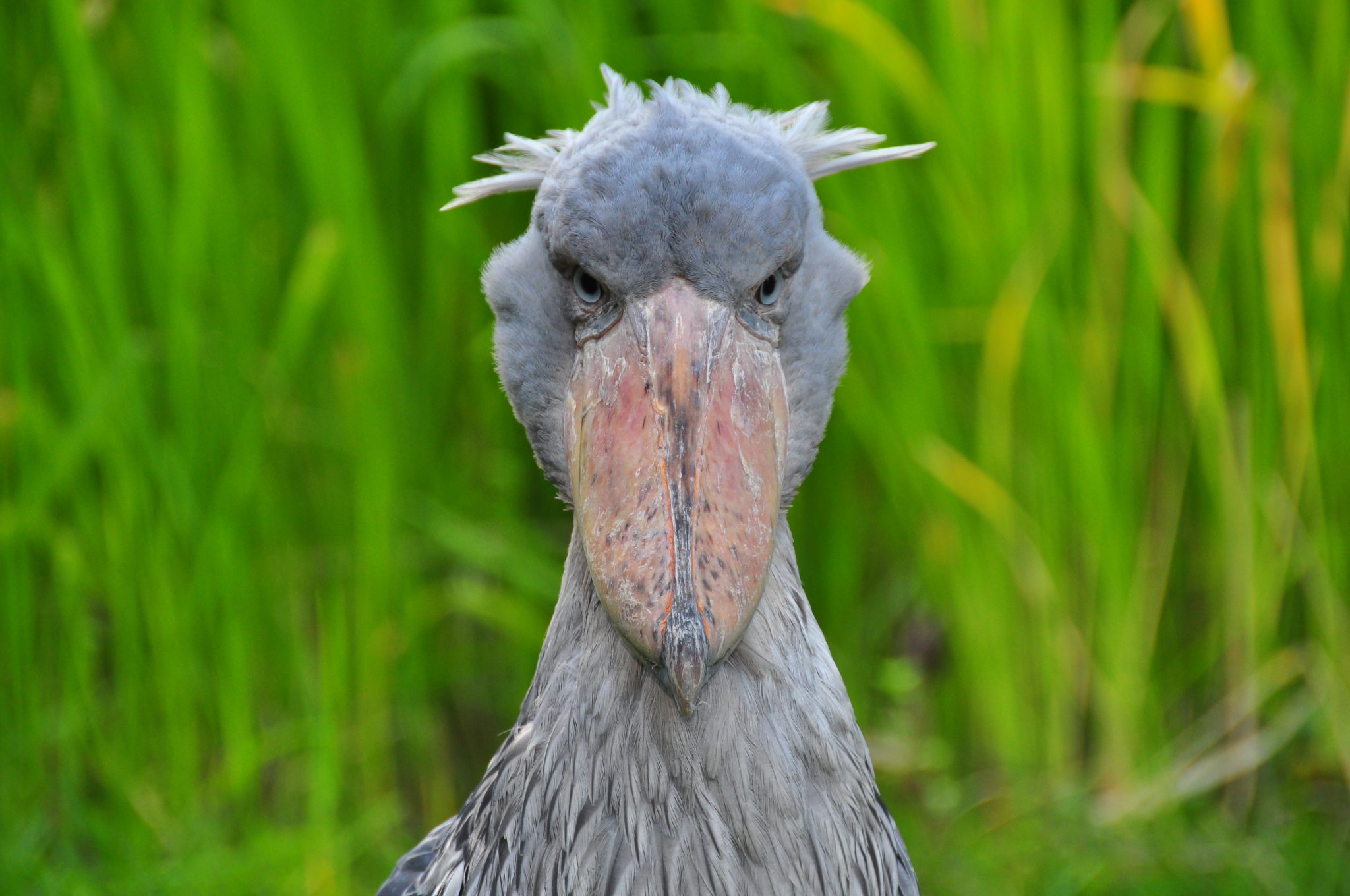 20 Ugliest Animals You Won't Believe Are Real - Facts.net