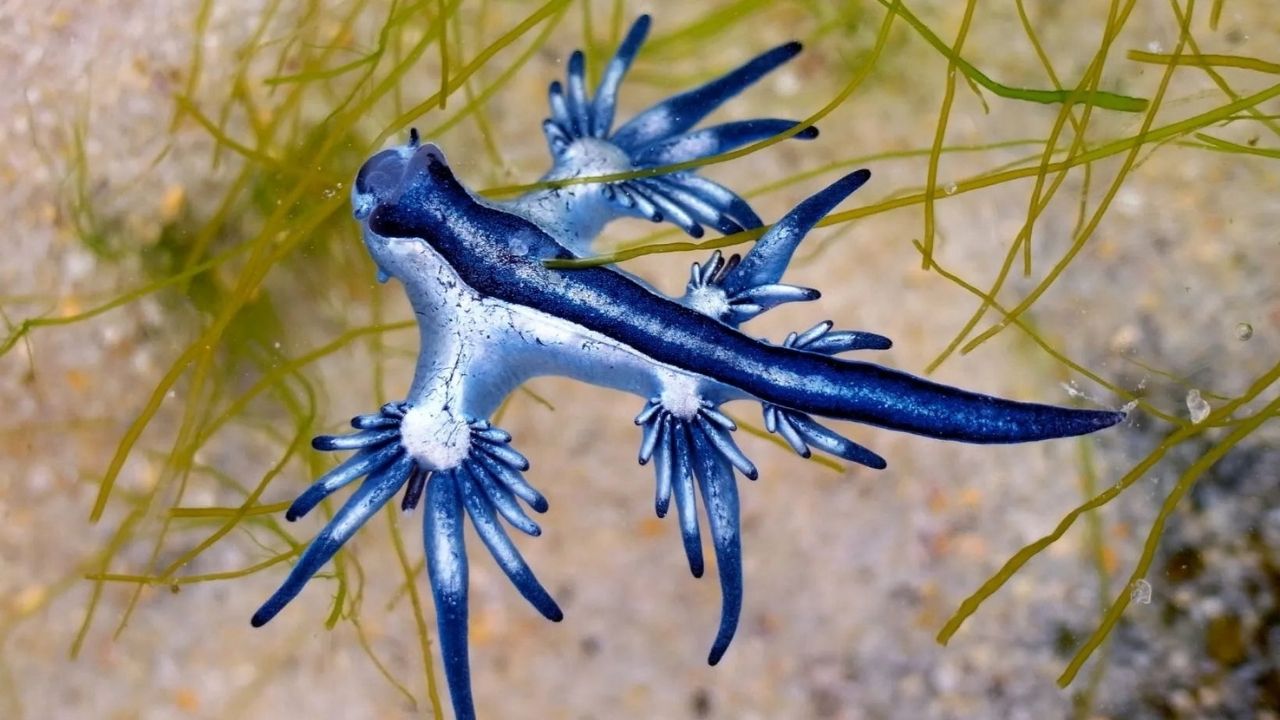 35 Facts About Blue Dragon Sea Slugs Facts 35 Facts About Blue Dragon Sea Slugs Facts
