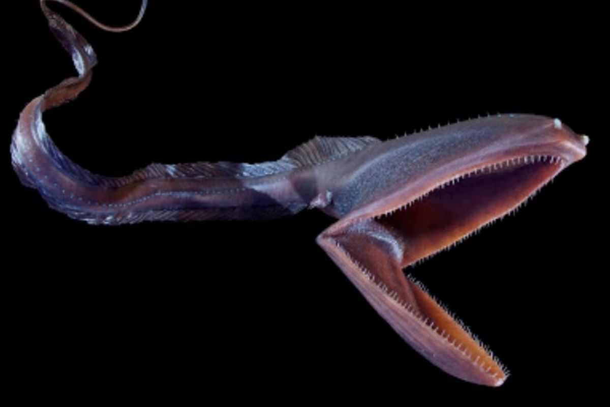 12 Facts About Mandrill - Facts.net