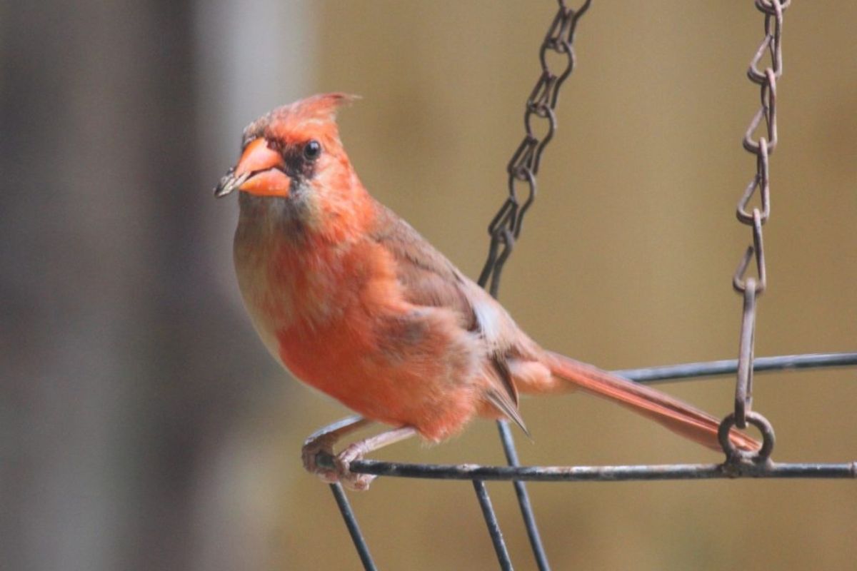 18 Unbelievable Facts About William Powell - Facts.net